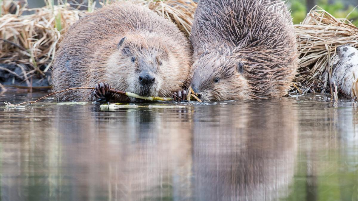 Beavers | Project Regeneration